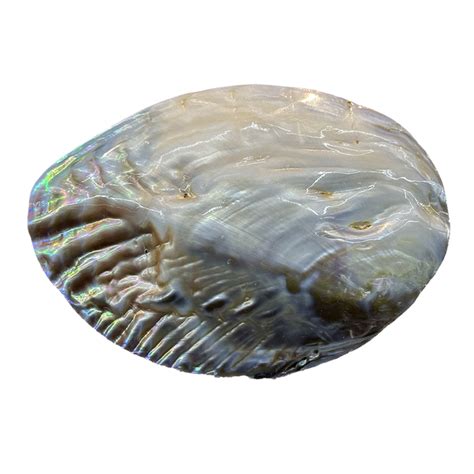 Abalone Shell Crystalcaveindia