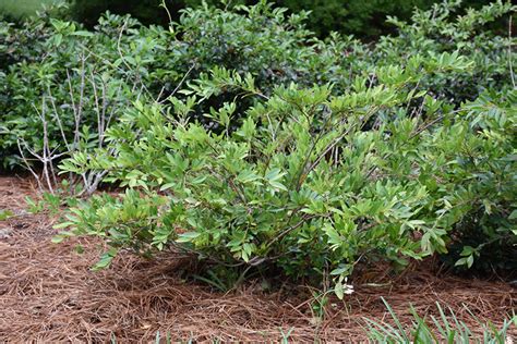 Cinnamon Girl Evergreen Distylium Distylium Piidist V In Greensboro