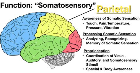 Diagram Of The Lobes Of The Brain And Their Functions Lobes