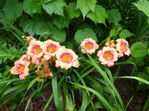 Daylily 1 Live Plan Peach Color Daylily Multi Color Daylily Etsy
