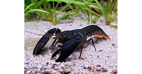 Aquariumshop Cherax Black Kong Wild μόνο με 25 00
