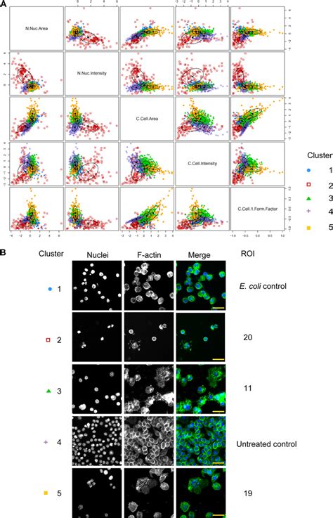 Multivariate Cluster Analysis Of Morphometric Data From Treated Download Scientific Diagram
