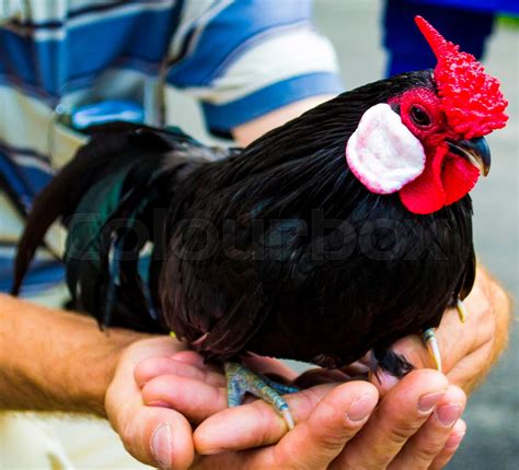 Cock Poultry Rooster Black Cock Farm Stock Image Colourbox