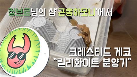 정브르님의 샵에서 크레스티드 게코 릴리 화이트 분양받기 곤충하모니 Youtube