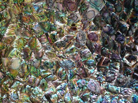 Abalone Shell 3d International Arts And Gems A Best And Leading
