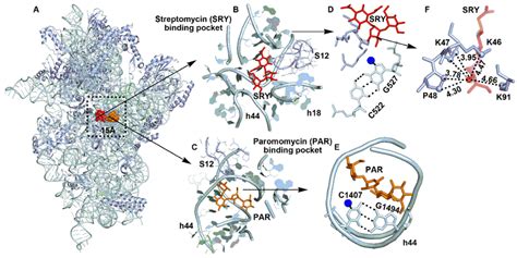 9 Presence Of Modified Base Pairs At The Binding Site Of Antibiotics