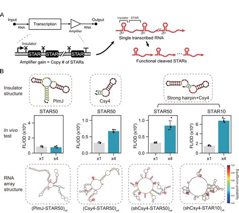 Investigating Insulation Strategies For Regulatory Rna Arrays A
