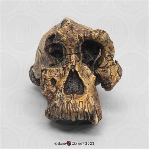 Australopithecus Anamensis Cranium Bone Clones Osteological