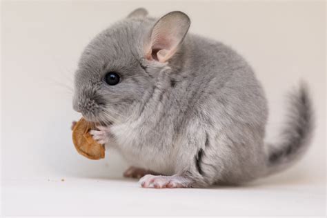 Characteristics Of The Chinchilla What Is This Rodent Like