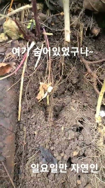 일요일에 산에만 가면 님이 보이네요또 심봣다야야생산삼 Youtube