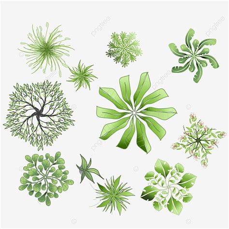 Tree Plan Png Plan Tree Small Trees Small Flowers Landscape Clipart Trees Top View Cartoon