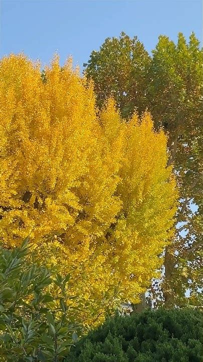 사계절이 모두 아름다운 공간 서촌 꽉찬 햇볕과 시원한 바람이 가득한 서촌의 가을🍂 서촌 서촌카페 서울 서울여행 가을 Youtube