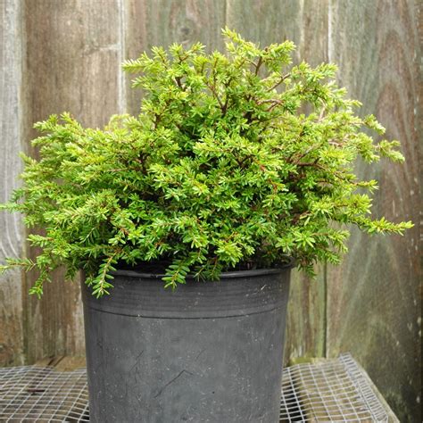 Horsford Dwarf Canadian Hemlock Miniature Garden Society
