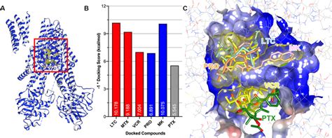 Mrp1 Substrate Anticancer Drugs And Modulators Docked Into Mrp1‐binding Download Scientific