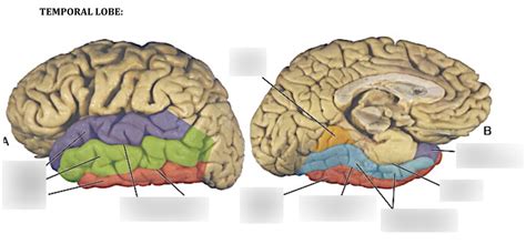 Areas Of The Temporal Lobe Diagram Quizlet