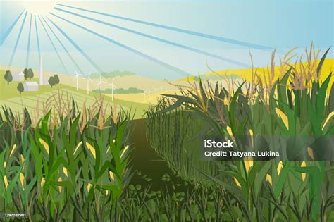 들판 초원 옥수수밭이 있는 시골 풍경 목가적 인 마을 자연의 배경에 대한 곡물의 작물 벡터 그림입니다 옥수수에 대한 스톡 벡터 아트 및 기타 이미지 Istock