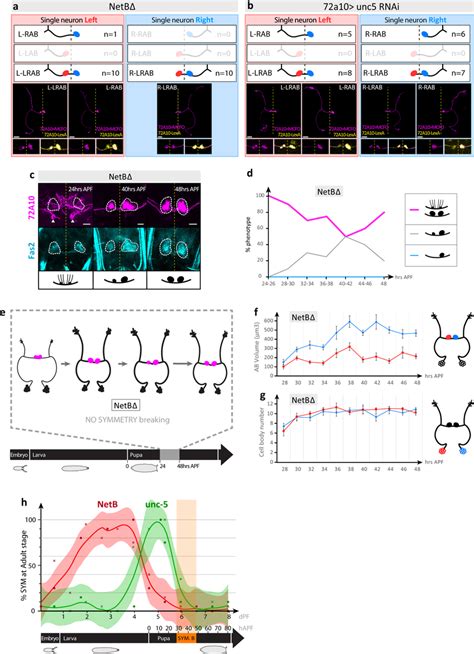 single neuron morphology and development of h neurons in netb pathway