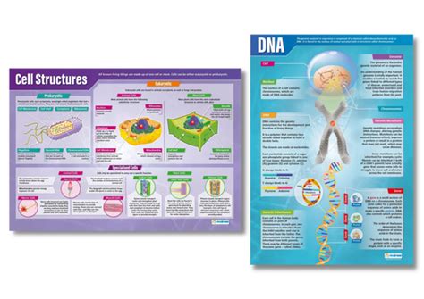 Science Poster Sets Bright Education Australia