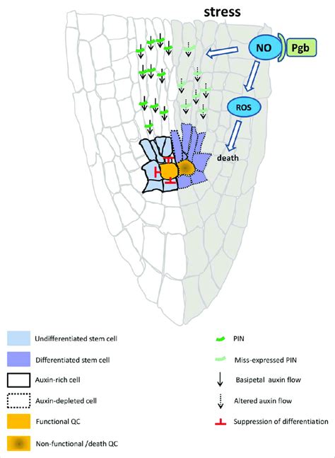 Schematic Representation Of Phytoglobin Pgb In The Root Apical Download Scientific Diagram