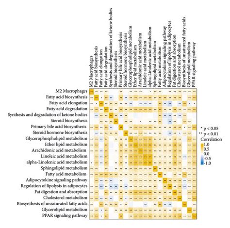 Correlation Between M2 Macrophages And Metabolism A The Ssgsea Download Scientific Diagram