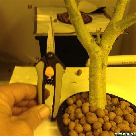 Root Porn Show Me Yours And I Ll Show You Mine Magazine