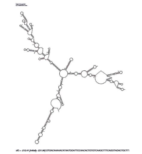 mrna secondary structure