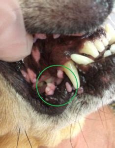 White Bumps On Dogs 7 Vet Explained Causes With Pictures