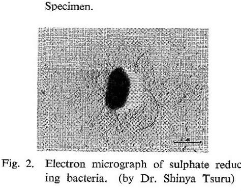 Figure 2 From Effect Of Sulphate Reducing Bacteria On Corrosion Behavior And Cathodic Protection
