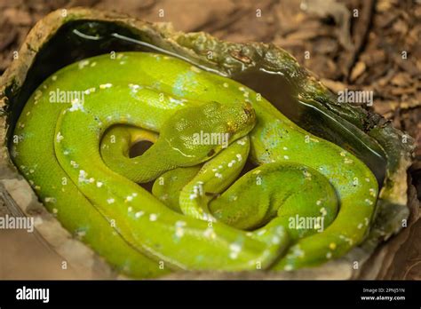 The Green Tree Python Morelia Viridis Is A Species Of Snake In The Family Pythonidae Stock