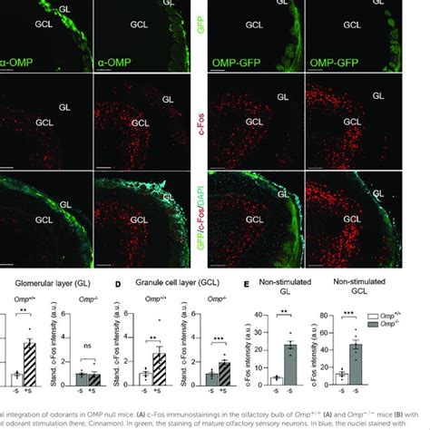 Olfactory Responses Observed In Omp Null Mice A Sagittal Cuts Trough