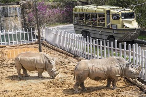 에버랜드 생태형 사파리 로스트밸리 오픈 10주년 이벤트 한국일보