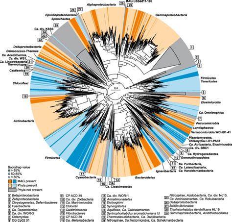 Maximum Likelihood Phylogeny Of The Bacterial Mags Cpr Excluded Based Download Scientific