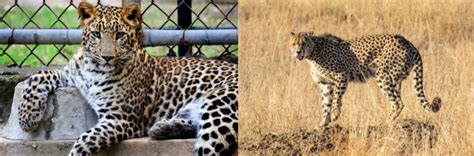 Kuo skiriasi gyvatė nuo žalčio kuoskiriasi lt