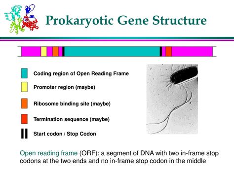 Ppt Computational Gene Finding Powerpoint Presentation Free Download