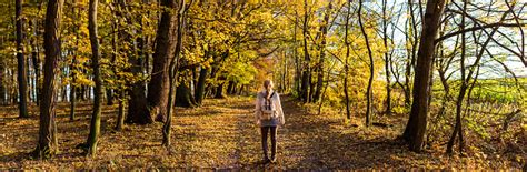 가을 숲에서 하이킹하는 여성 자연에서 여행자의 파노라마 보기 숲에 대한 스톡 사진 및 기타 이미지 숲 걷기 사람들 Istock
