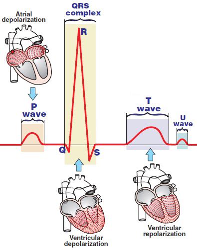 Ecg Waves Intervals And Segments