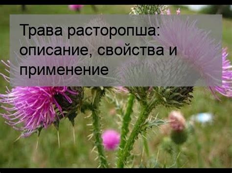 Трава расторопша: описание, свойства и применение - YouTube