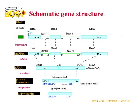 Schematic Gene Structure