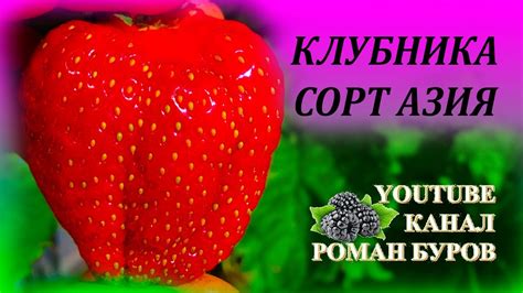 Крупноплодная садовая земляника АЗИЯ. Обзор клубники сорта Азия. Какой ...