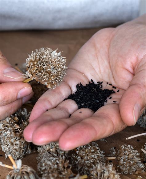 Accroître La Pollinisation Croisée Pour La Production De Semences