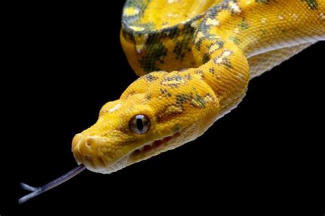 Premium Photo Green Tree Python Juvenile Closeup On Branch With Black Background