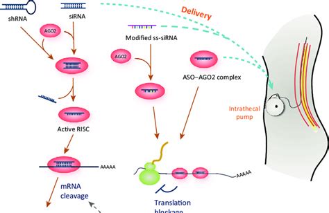 Reducing Mhtt Levels By Targeting Mhtt Mrna Multiple Approaches