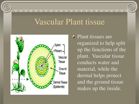 Plant Tissue Vascular