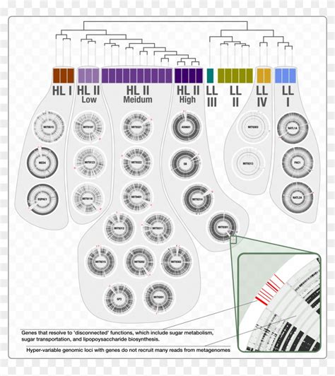Prevalence Of Sugar Utilization In Prochlorococcus Circle Clipart 2786836 Pikpng