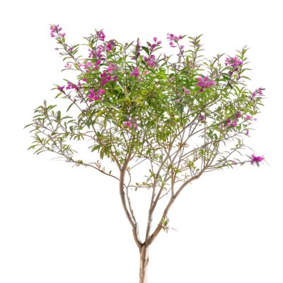 Tree Branches PNGs For Free Download