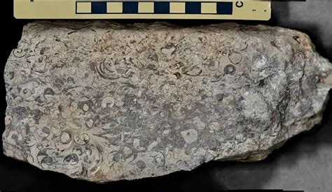 Fossiliferous Limestone What Is It Properties Formation Geology In