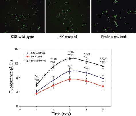 Split Gfp Complementation Assay A Novel Approach To Quantitatively