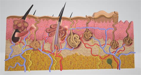 💦 5 Parts 3d Human Skin Anatomy Model Epithelium Layers Epidermis