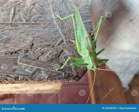 Large Green Grasshopper Praying Mantis Stock Image Image Of Antenna Grasshopper 258148903