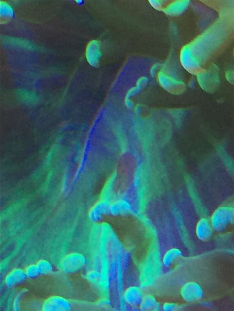 Polyclad Flatworms On Euphyllia Reef2reef